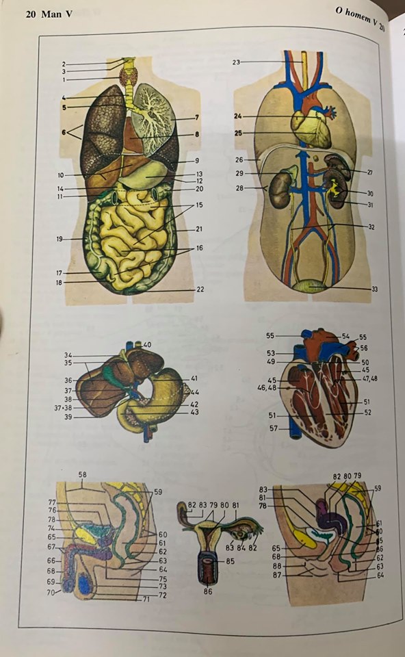 PDF - The Oxford-duden Pictorial Portuguese and English Dictionary (Từ ...